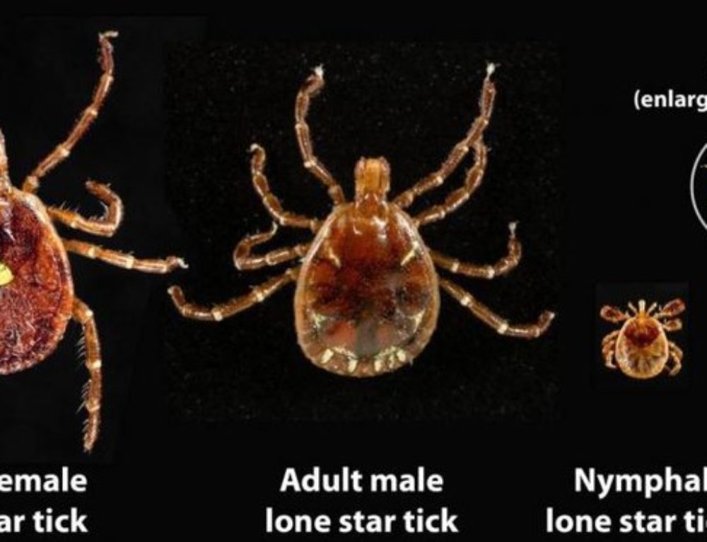 What Kinds of Diseases Can Ticks Spread to Humans? | The Tick Site